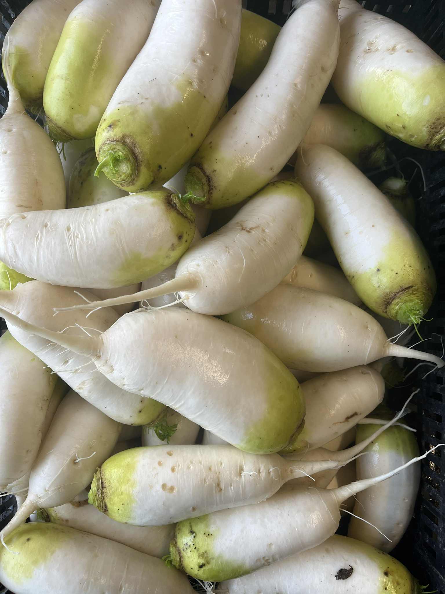Radis Daikon - 5lbs | Paniers Tourne-Sol